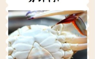 螃蟹水开后蒸多长时间_清蒸大闸蟹几分钟