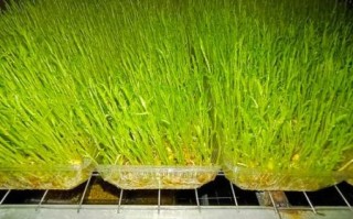 芽苗菜创业靠谱吗_芽苗菜利润怎么样