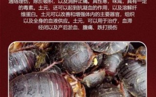 土鳖虫的功效与作用_土鳖虫能治哪些病