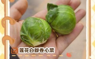 莲花白嘌呤含量高吗_痛风能不能吃莲花白