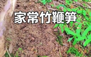 鞭笋怎么做好吃_鞭笋图片大全