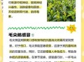 毛尖茶哪些人不能喝_毛尖茶禁忌人群