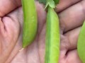 荷兰豆原产地是哪个国家_荷兰豆为什么叫荷兰豆