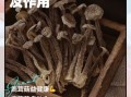 鹿茸对女人有什么好处_女人吃鹿茸多久见效