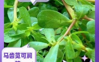 马齿苋能治什么病_马齿苋的功效与作用