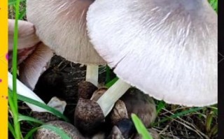 草菇图片怎么辨别好坏_新鲜草菇好坏图解