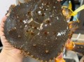 青岛帝王蟹多少钱一斤_青岛帝王蟹价格行情
