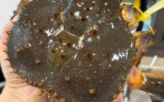 青岛帝王蟹多少钱一斤_青岛帝王蟹价格行情