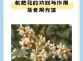 干枇杷花的功效与作用_干枇杷花怎么吃