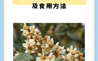 干枇杷花的功效与作用_干枇杷花怎么吃