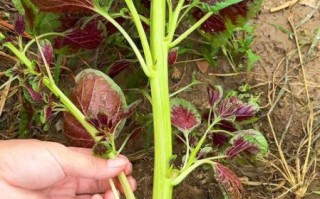 红苋菜图片大全_红苋菜长什么样