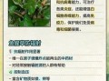 鱼腥草泡水喝的功效与作用_鱼腥草怎么泡水喝最好