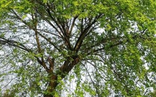 榆钱树长什么样_榆钱树图片大全