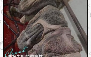 牛肚怎么洗才能干净没有味_牛肚去腥除味正确步骤