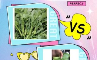 菜苔是什么菜_菜苔和油菜苔的区别