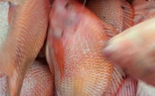 红罗非鱼图片_红罗非鱼怎么养