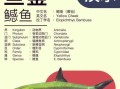 鳡鱼是保护鱼种吗_鳡鱼可以吃吗