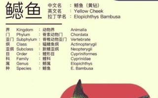 鳡鱼是保护鱼种吗_鳡鱼可以吃吗