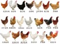 鸡品种大全_鸡图片大全高清图鉴