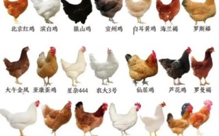 鸡品种大全_鸡图片大全高清图鉴