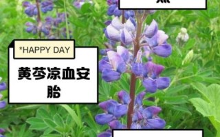 黄芩的功效与作用有哪些_黄芩主治什么病