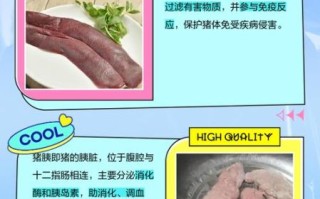 猪脾和猪胰的区别_猪脾猪胰图片怎么分辨