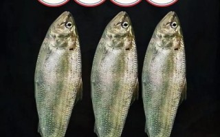 野生鲥鱼图片_如何辨别真假野生鲥鱼