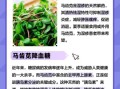 马齿苋吃多了会怎样_马齿苋过量副作用