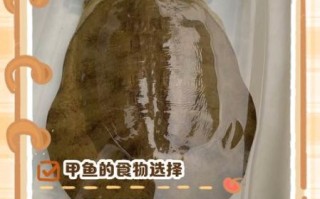 水鱼怎么养_水鱼吃什么食物