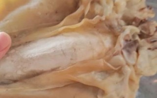 干墨鱼怎么做好吃又简单_干墨鱼泡发多久才软