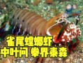 螳螂虾的威力有多大_一拳能击碎玻璃吗