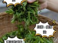 哪种绿茶减肥效果好_绿茶减肥排行榜