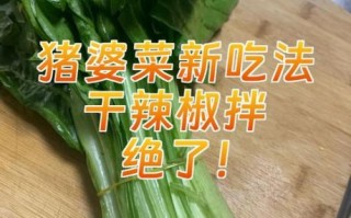 猪婆菜的功效与作用_猪婆菜怎么做好吃