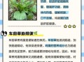 车前草治疗尿路感染怎么喝_车前草用量一天多少克