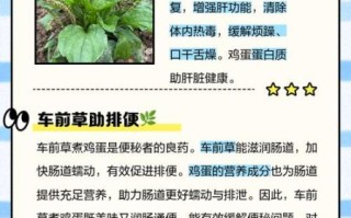 车前草治疗尿路感染怎么喝_车前草用量一天多少克
