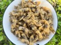 蛏子干怎么炒好吃_蛏子干炒前怎么处理