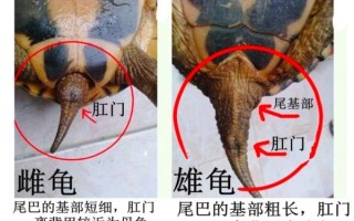 乌龟怎么分公母_乌龟公母对比图片解析