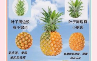 凤梨和菠萝哪个营养高_凤梨和菠萝的区别营养价值