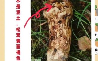 新鲜松蘑怎么处理_松蘑清洗去泥沙技巧