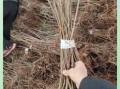 香椿种子什么时候种_香椿种子最佳播种时间