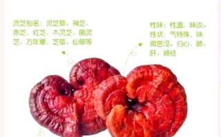 灵芝泡水喝的禁忌_肿瘤医生为什么不推荐