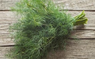 茴香长什么样_茴香图片特征