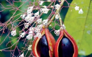 苹婆果多少钱一斤_苹婆果价格行情