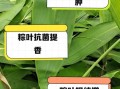 粽叶有什么功效_粽叶的功效与作用
