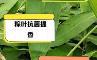 粽叶有什么功效_粽叶的功效与作用