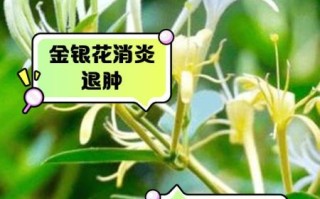 金银花泡水一次放多少_金银花用量指南