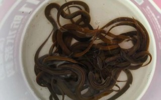 黄鳝多少钱一斤2020_2020年黄鳝价格走势