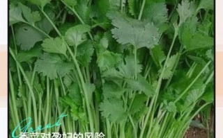 十香菜孕妇可以吃吗_怀孕吃十香菜安全吗