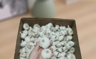 小蒜怎么保存不发芽_小蒜和蒜苗的区别