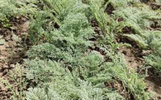 阿魏草图片长什么样_阿魏草有什么功效